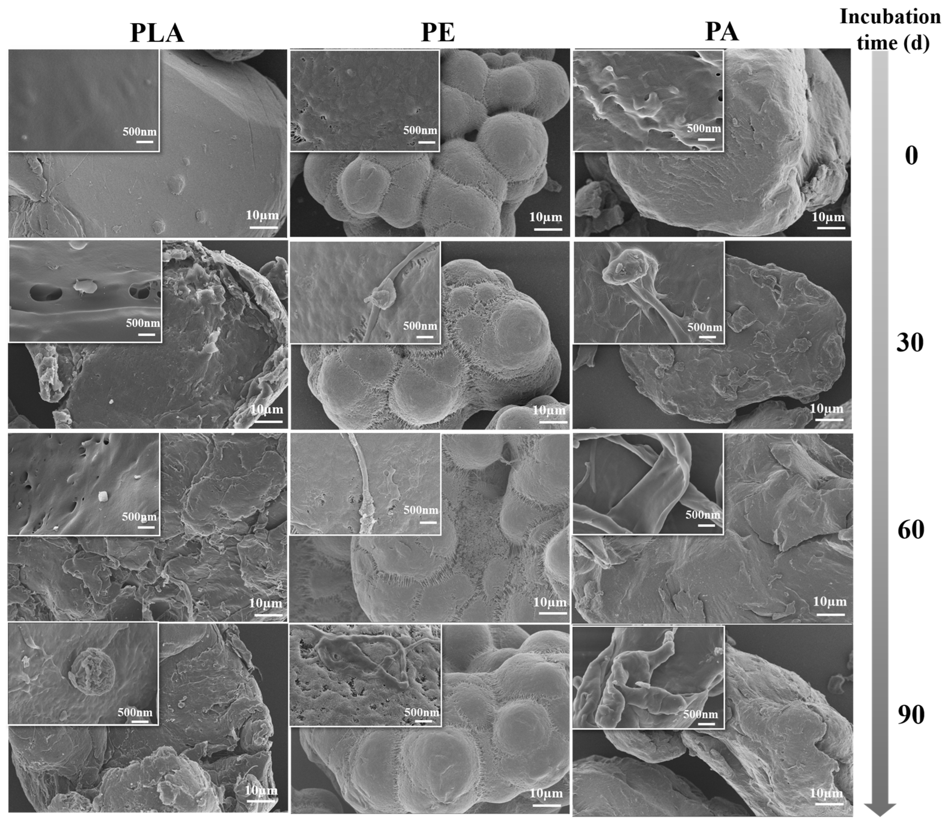Dynamic Alterations of Extracellular Polymeric Substances and Their ...