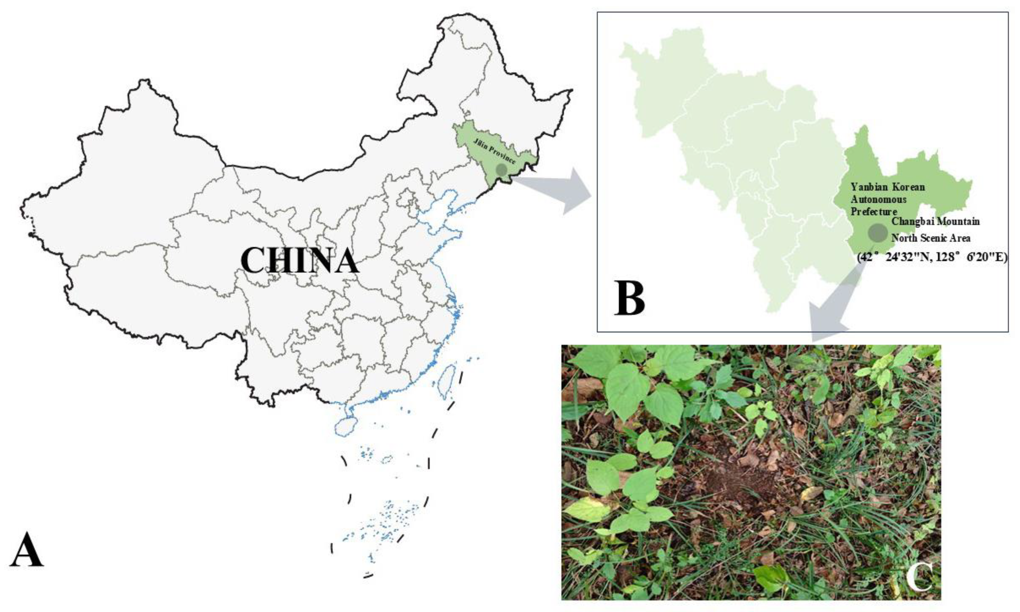 Morphology and Molecular Phylogeny of Two Soil Ciliate Species ...