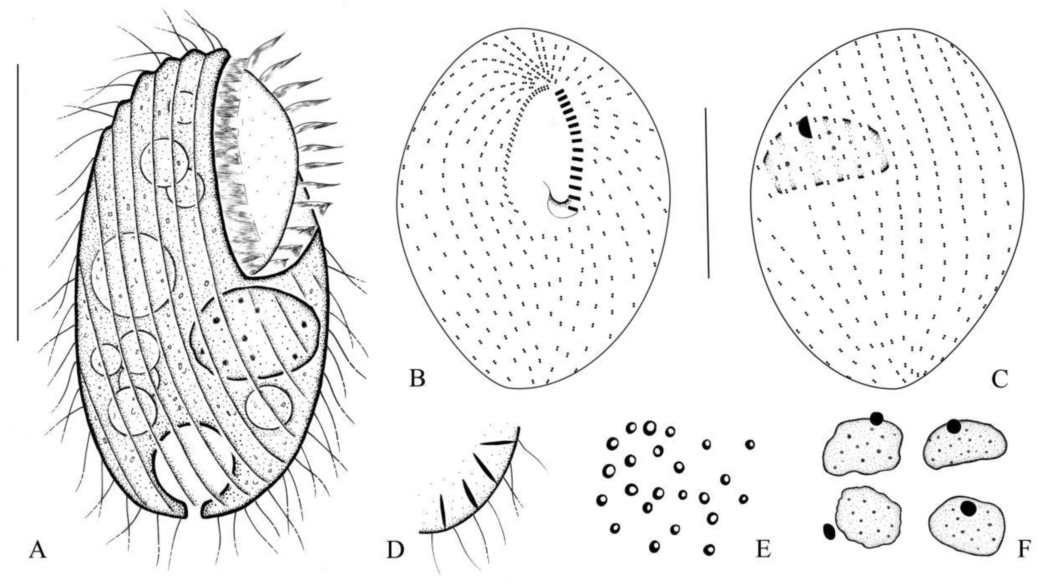 Morphology and Molecular Phylogeny of Two Soil Ciliate Species ...