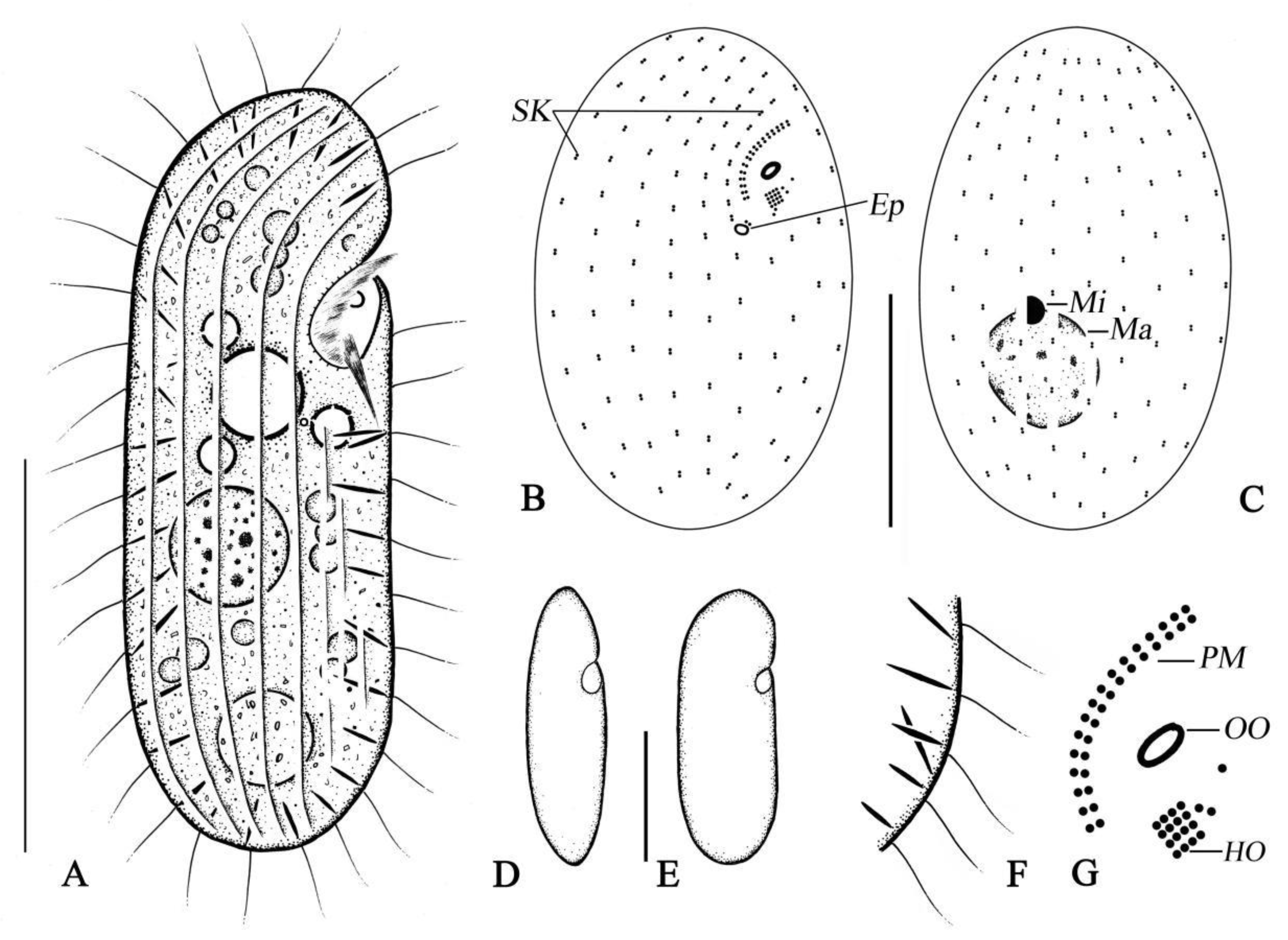 Morphology and Molecular Phylogeny of Two Soil Ciliate Species ...