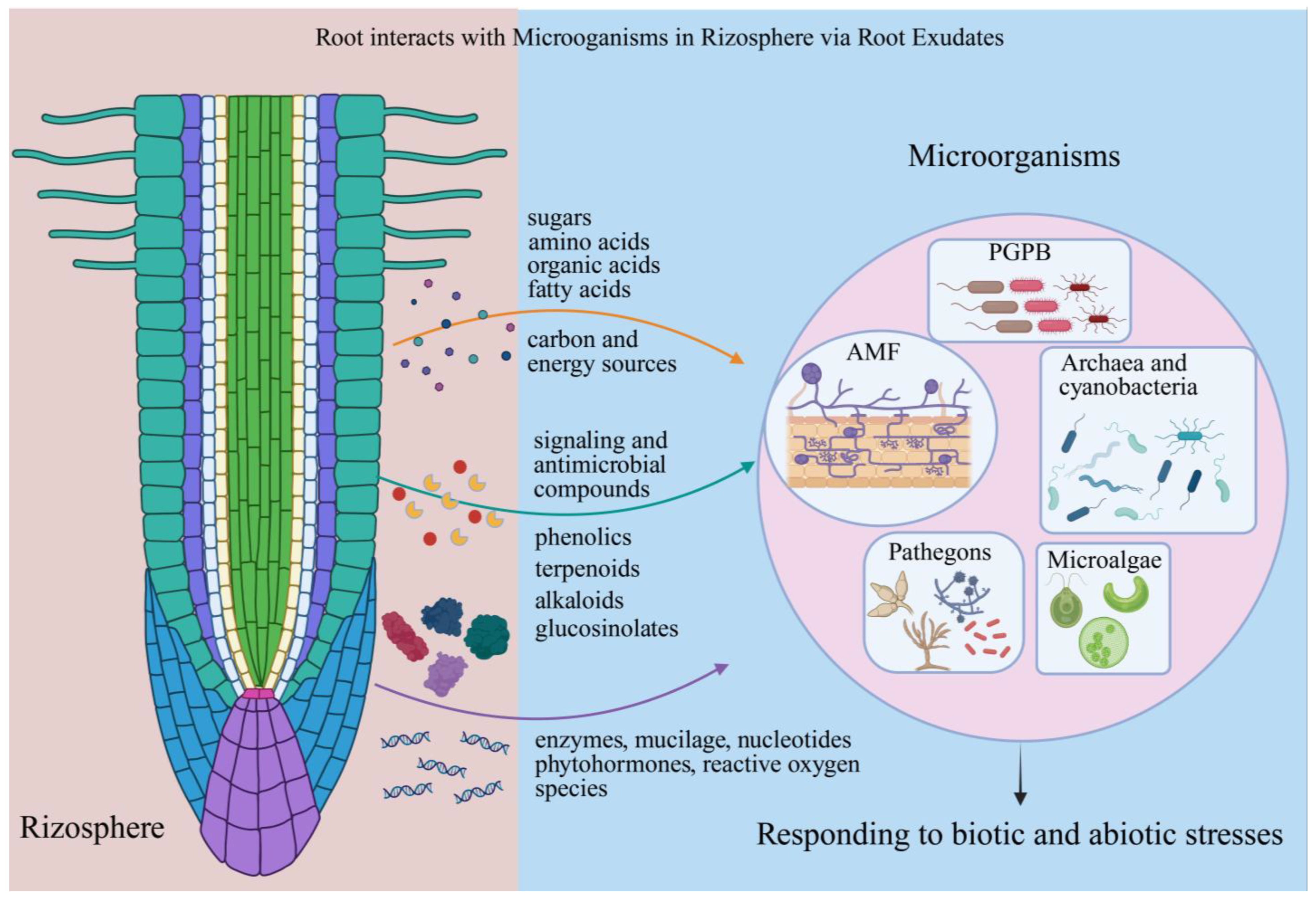 Plant Growth-Promoting Microorganisms Mediate Plant Metabolic ...