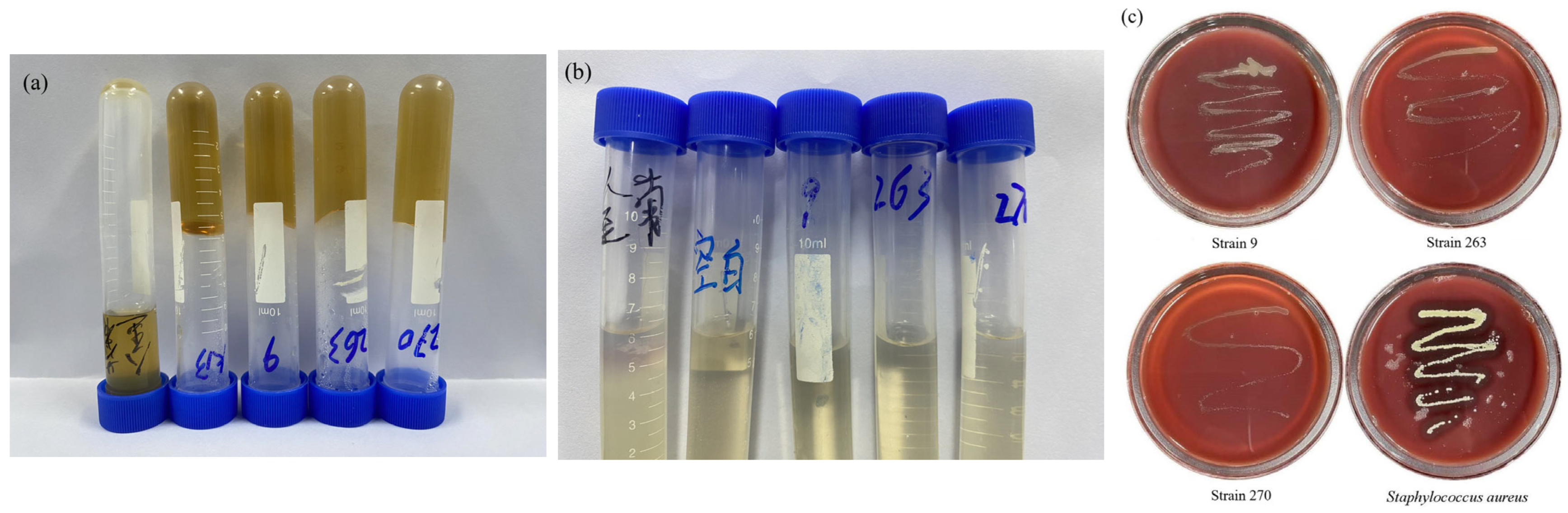 Screening, Safety Assessment, and Process Optimization of Lactic Acid ...