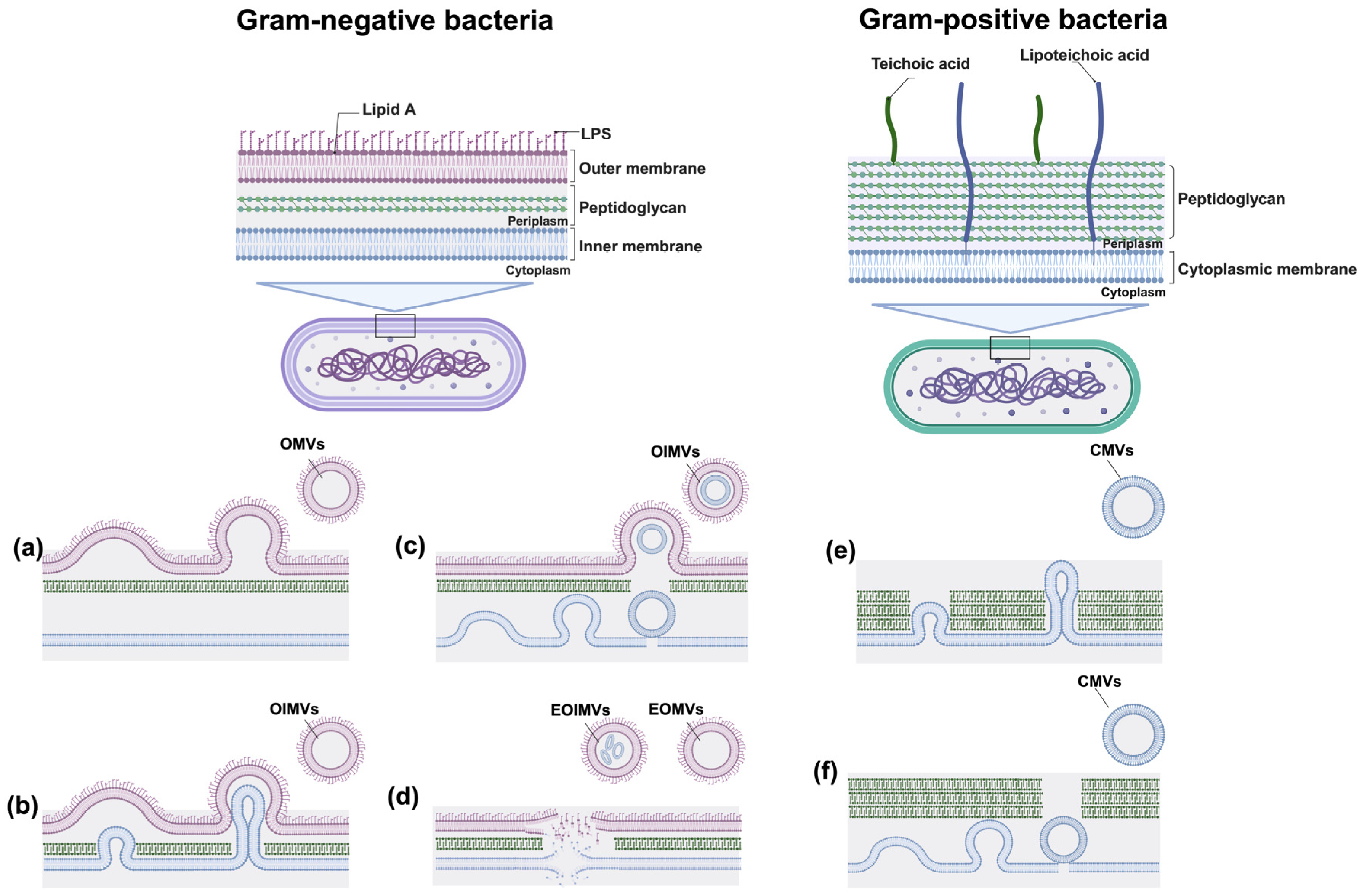 Bacterial Membrane Vesicles: Biogenesis, Functions, and Emerging ...