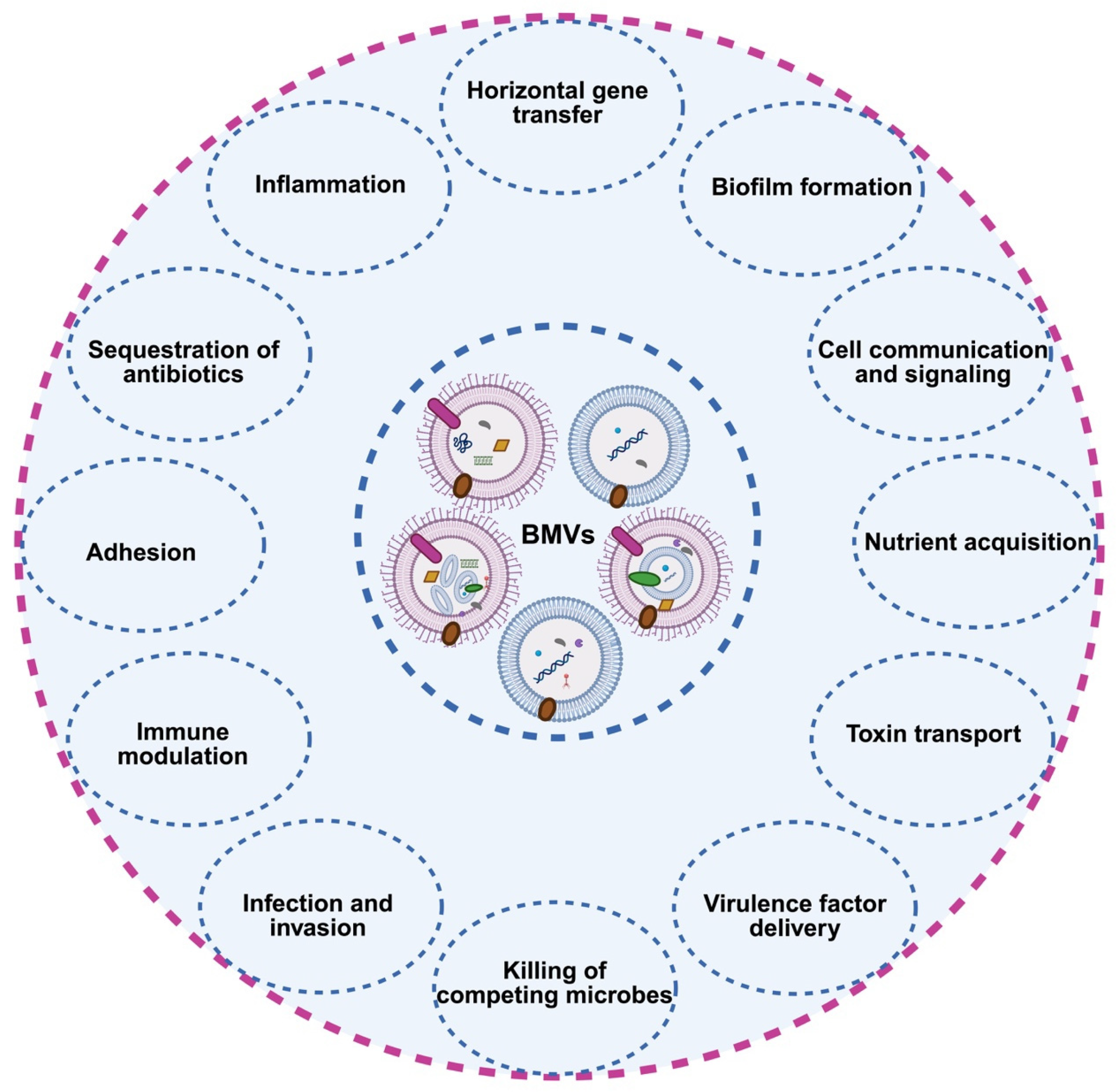Bacterial Membrane Vesicles: Biogenesis, Functions, and Emerging ...