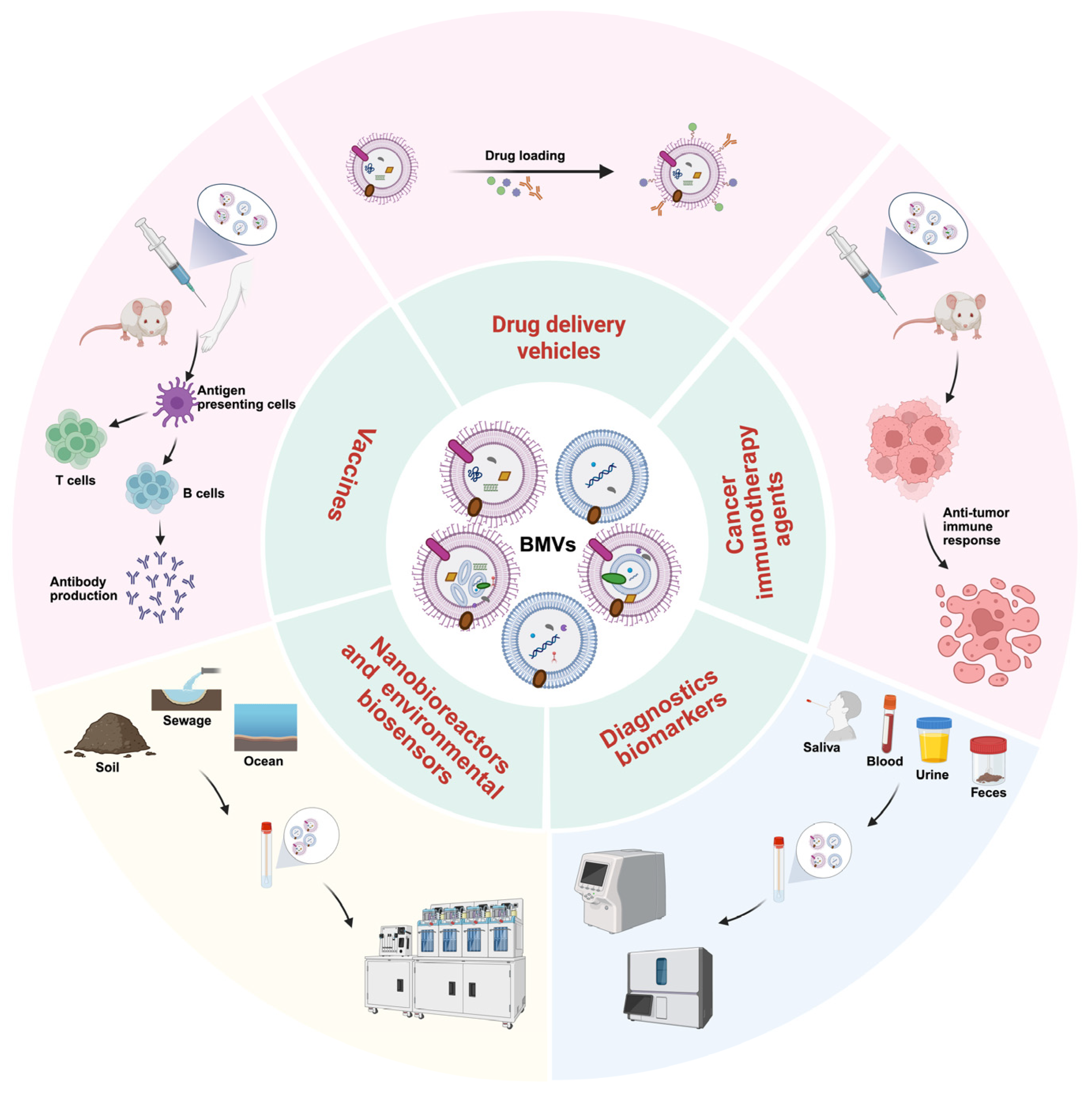 Bacterial Membrane Vesicles: Biogenesis, Functions, and Emerging ...