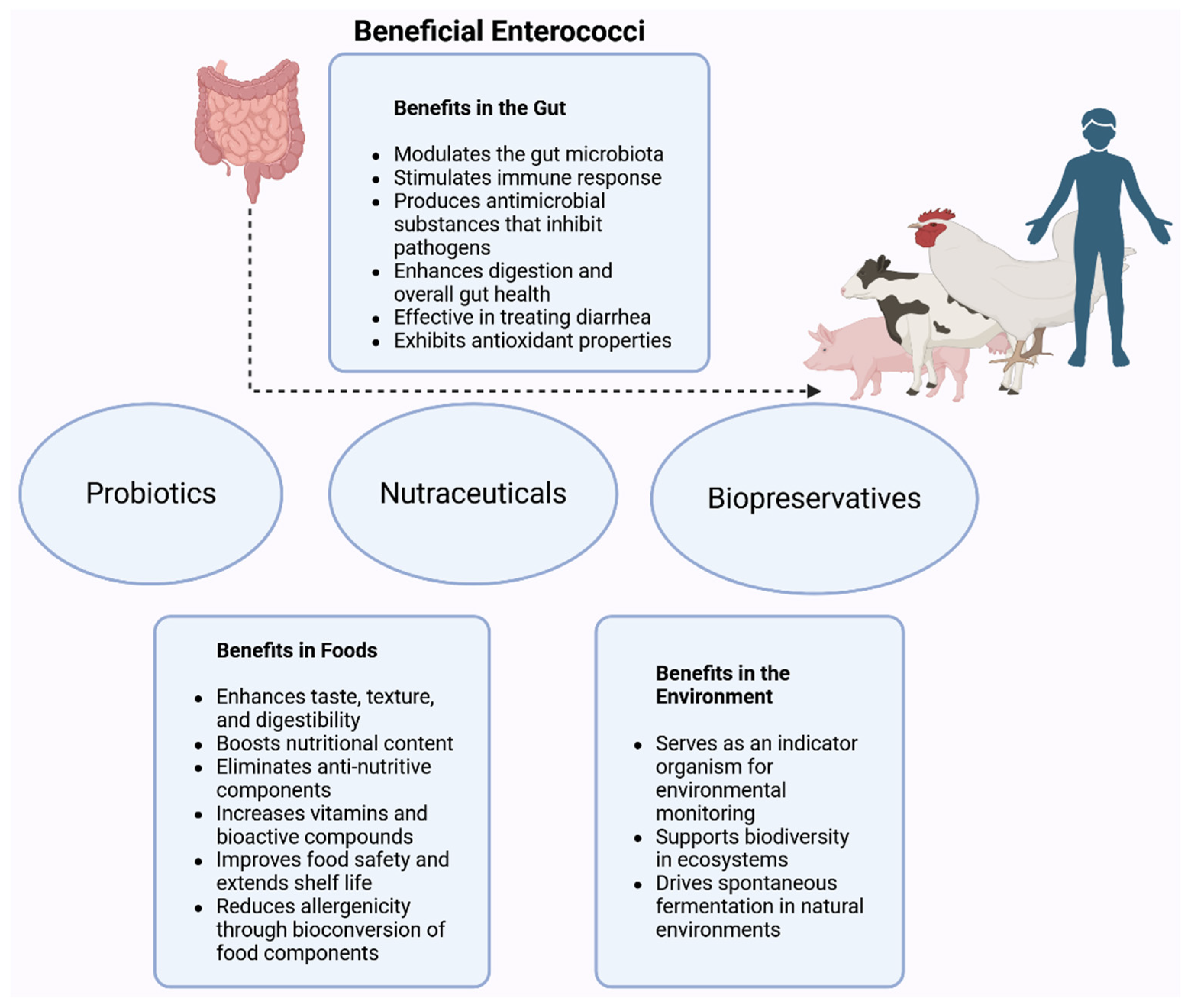 Enterococcus Species: Multifaceted Probiotic Potential and Safety ...