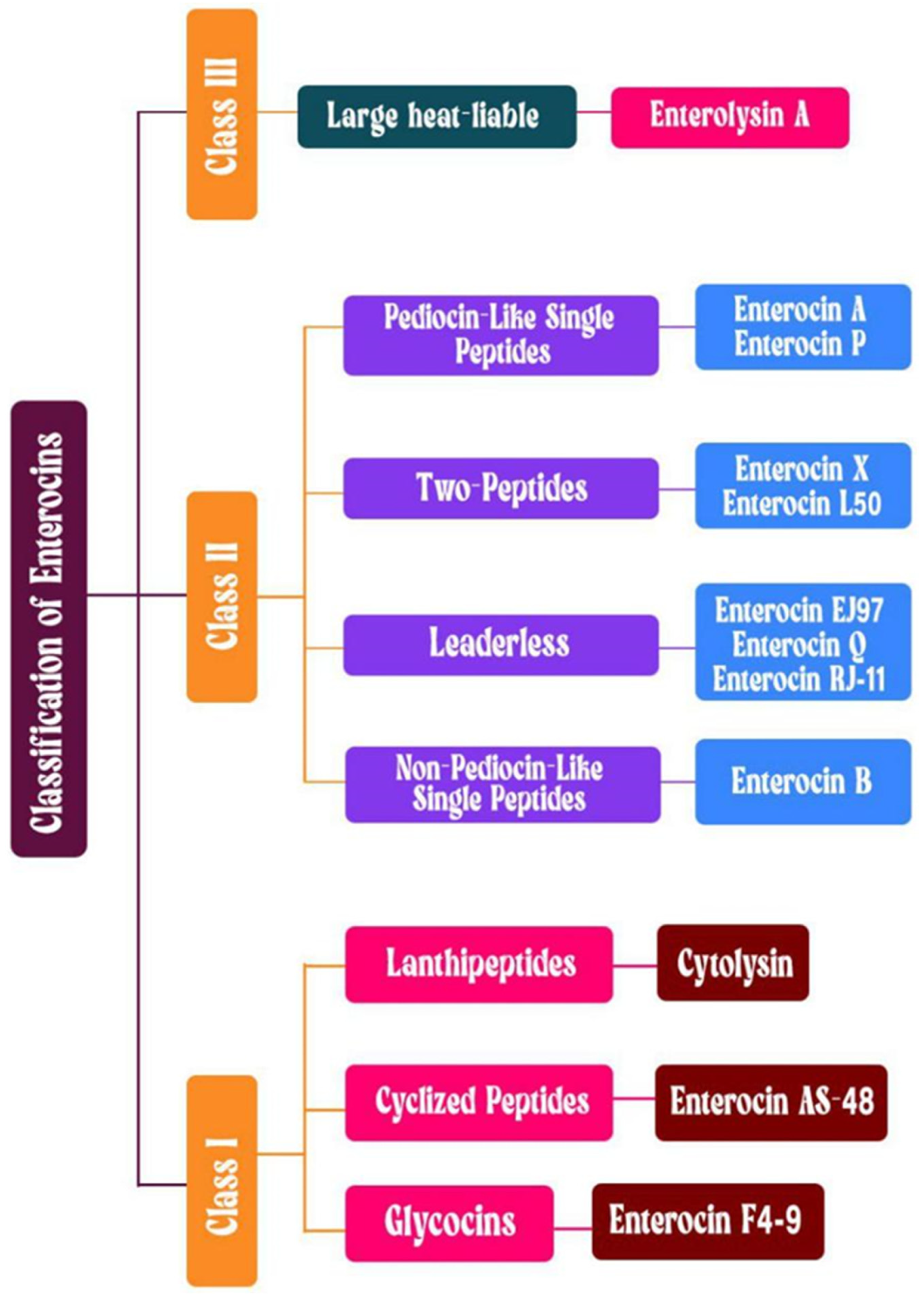 Enterococcus Species: Multifaceted Probiotic Potential and Safety ...