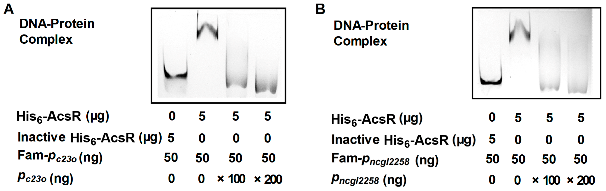 Functional Identification of AcsR, a MarR Family Transcriptional ...
