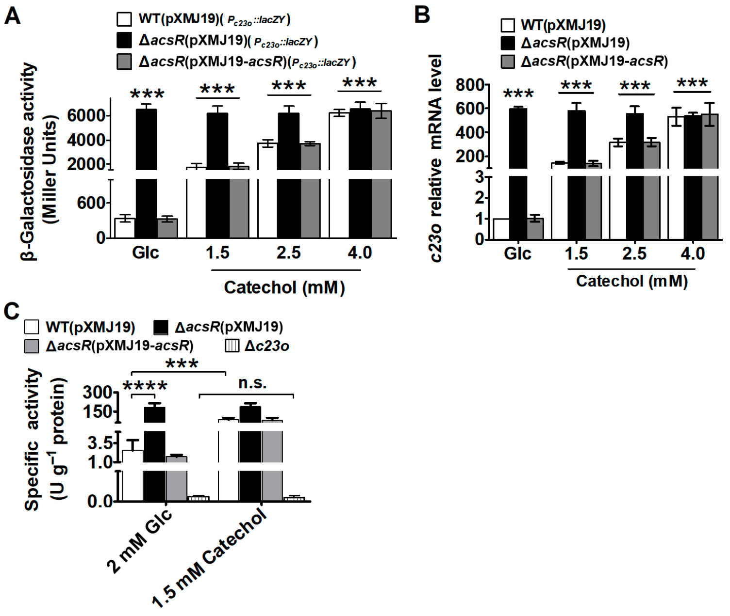 Functional Identification of AcsR, a MarR Family Transcriptional ...