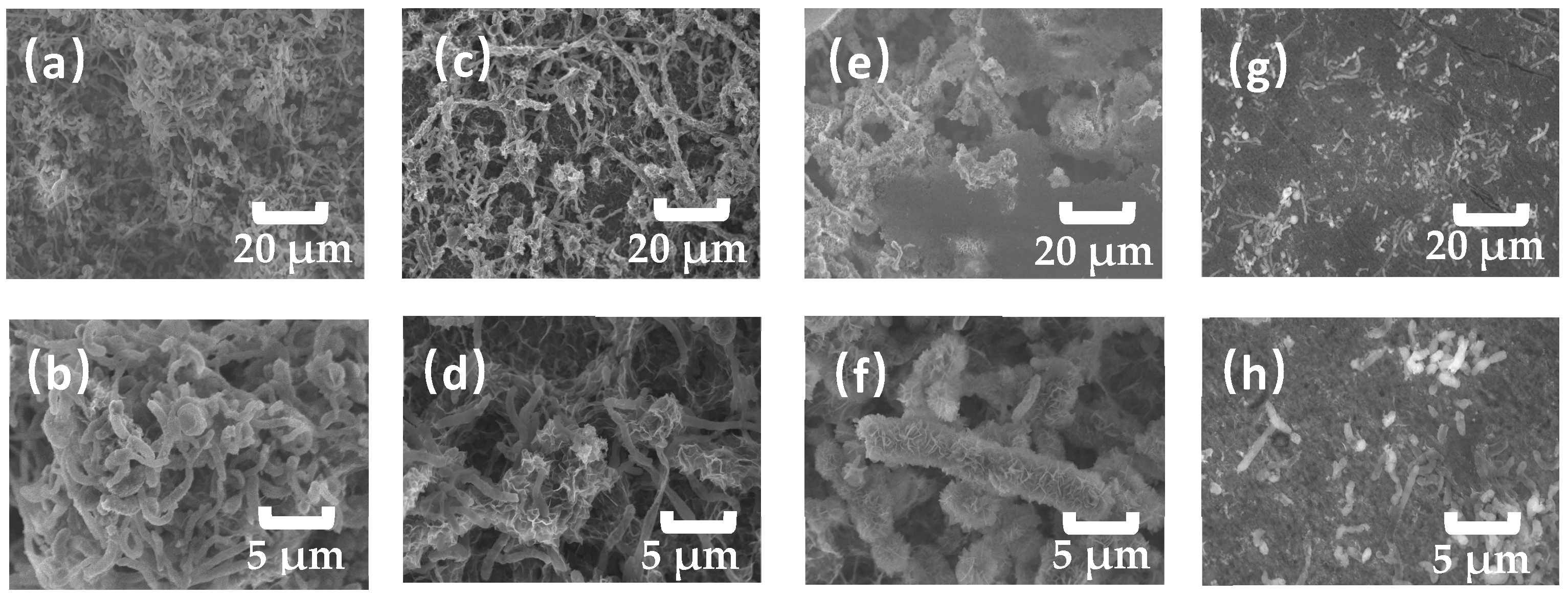 Performance of Juglone as a Natural Extract for Inhibiting SRB-Induced ...