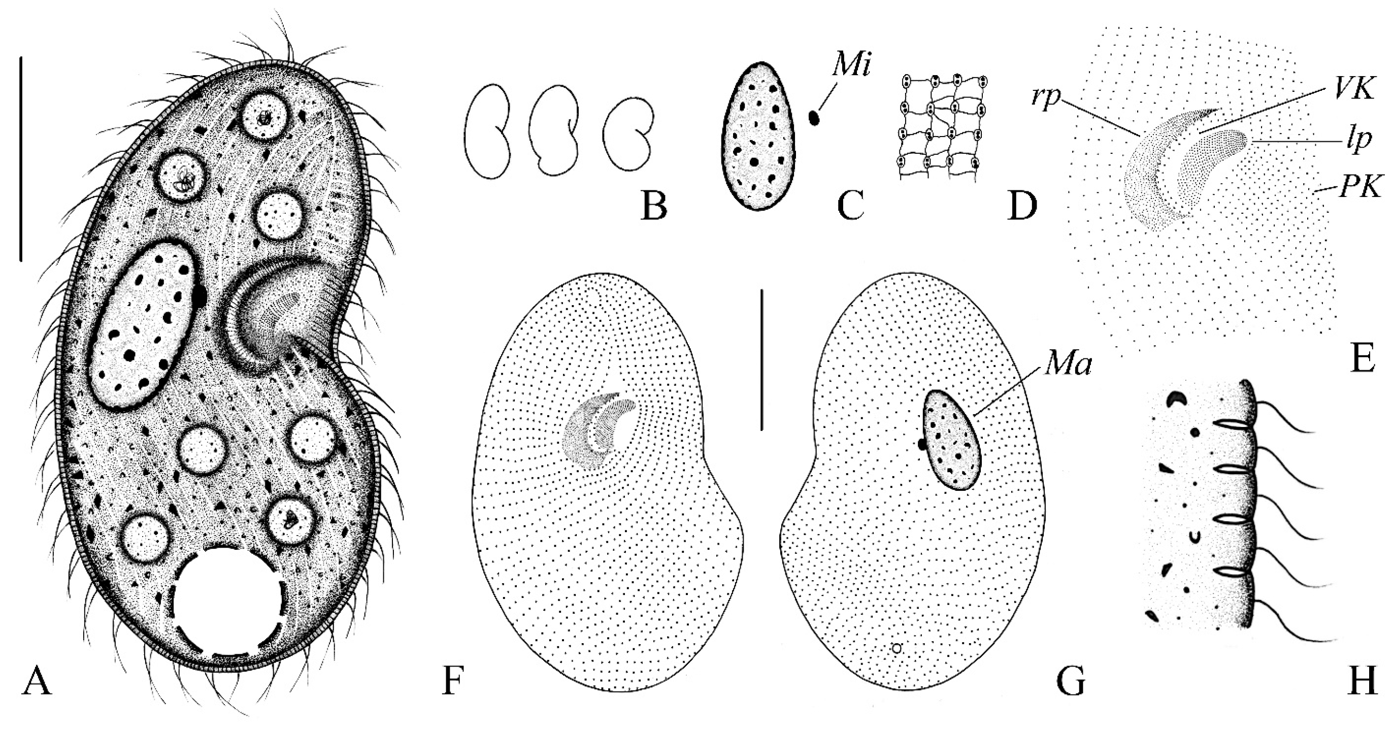 Morphological and Molecular Phylogeny of Two New Ciliate Species ...