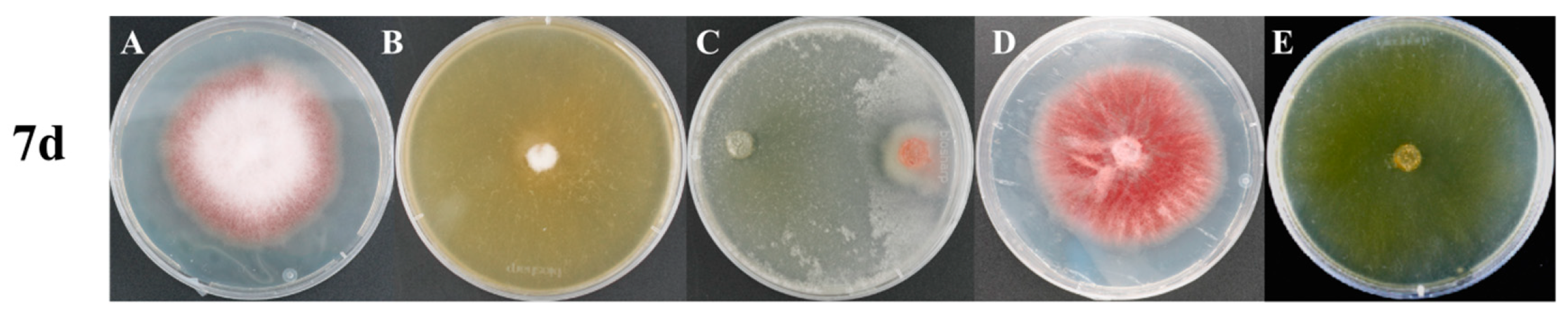 Molecular Mechanisms and Metabolic Responses in the Biological ...