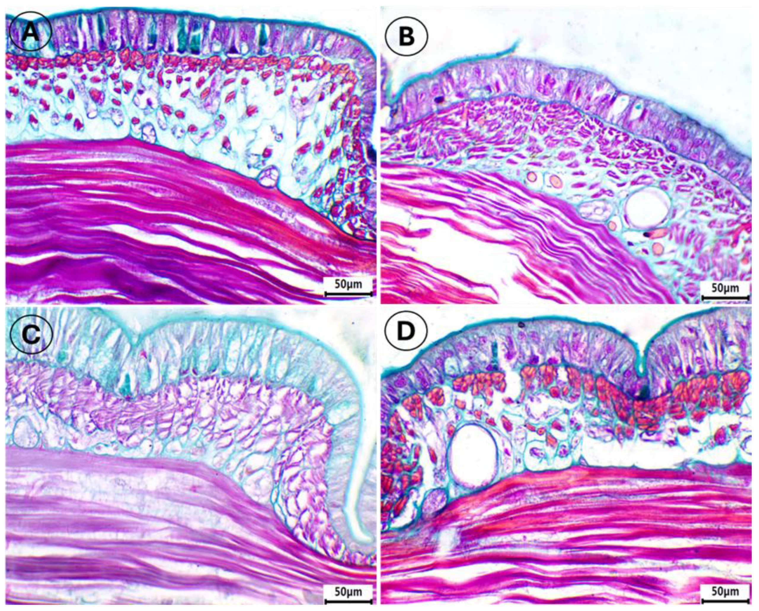 Can Cigarette Butt-Derived Cellulose Acetate Nanoplastics Induce ...