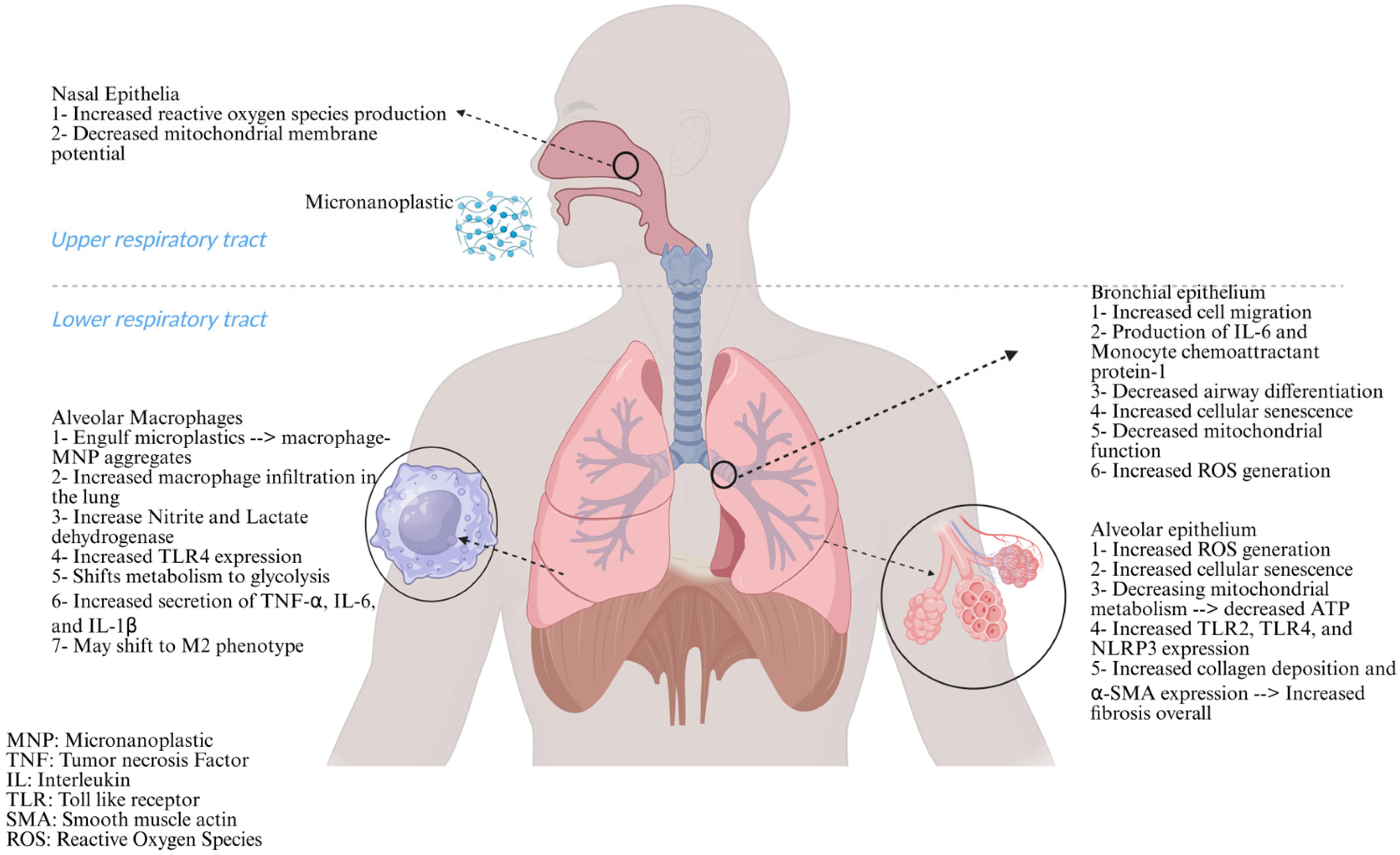 Micro- and Nanoplastics and Pulmonary Health: The Current State of Research