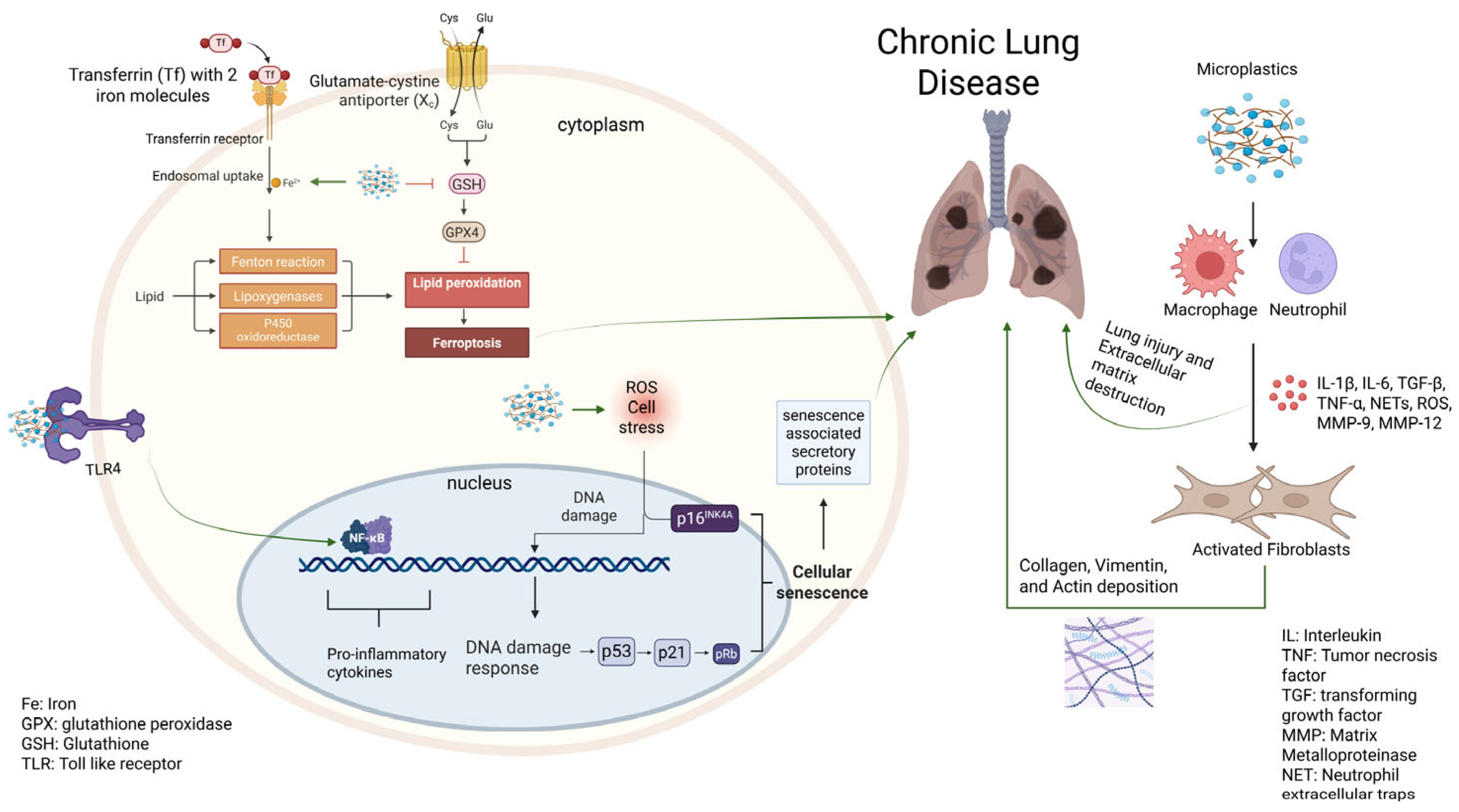 Micro- and Nanoplastics and Pulmonary Health: The Current State of Research