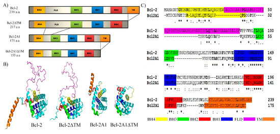 Exploring the Conformational Space of Bcl-2 Protein Variants: Dynamic ...