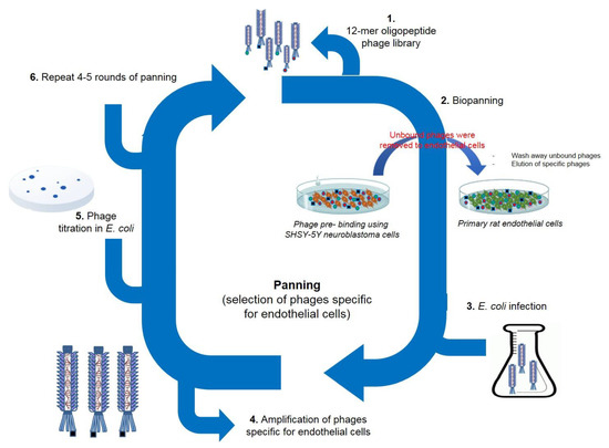 Novel Blood–Brain Barrier Shuttle Peptides Discovered through the Phage Display Method