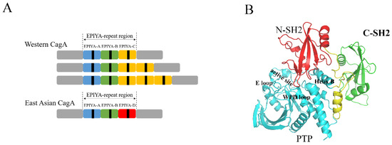 Exploring the Distinct Binding and Activation Mechanisms for Different ...