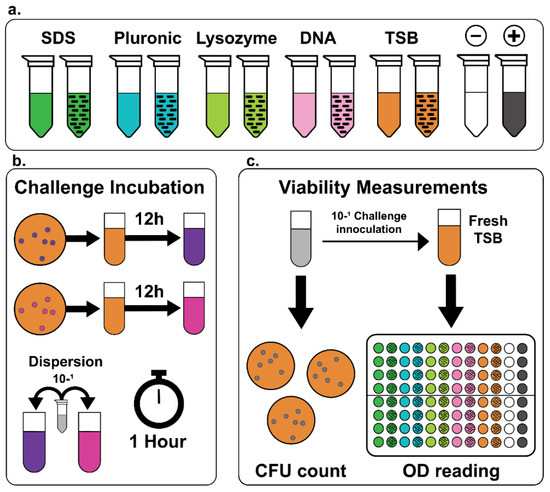 Dispersant Effects on Single-Walled Carbon Nanotube Antibacterial Activity