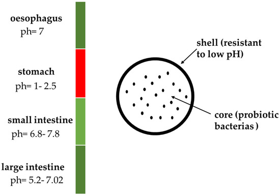 Materials Used for the Microencapsulation of Probiotic Bacteria in the ...