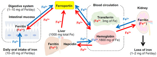 Current Use of Fenton Reaction in Drugs and Food