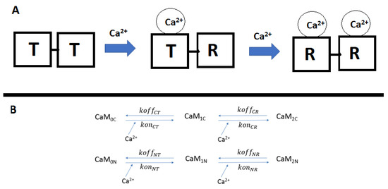 A Modeling and Analysis Study Reveals That CaMKII in Synaptic ...