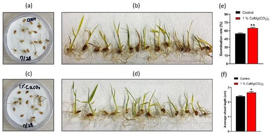 Investigations on Potential Applications of CaMg(CO3)2 Nanoparticles