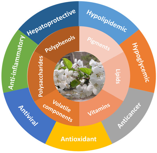Bioactive Substances and Biological Functions in Malus hupehensis: A Review