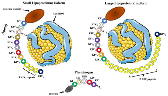 Lipoprotein(a) in Atherosclerotic Diseases: From Pathophysiology to ...