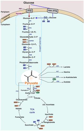 Molecules | Free Full-Text | Metabolic Engineering of Microorganisms to ...