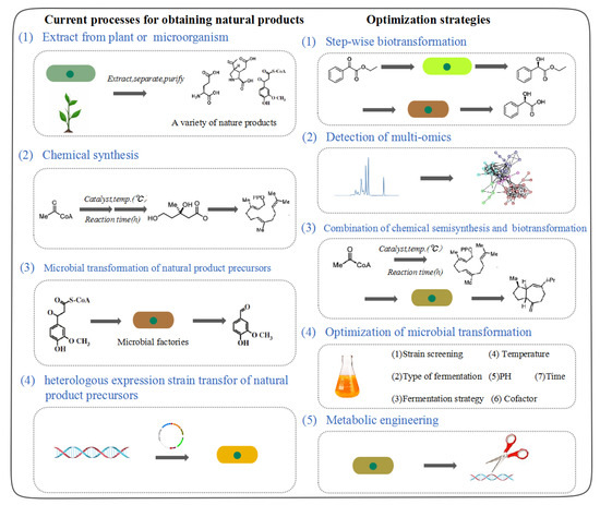 Multi-Level Optimization and Strategies in Microbial Biotransformation of Nature Products