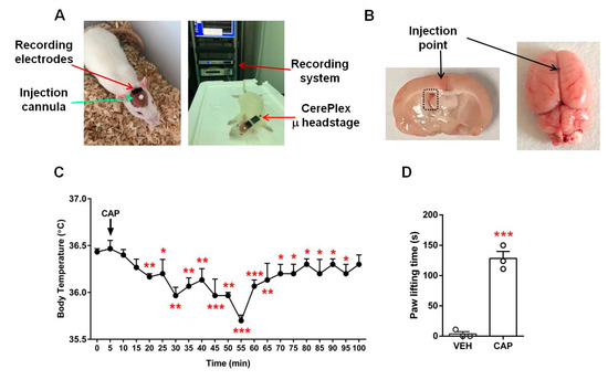 Capsaicin Changes the Pattern of Brain Rhythms in Sleeping Rats