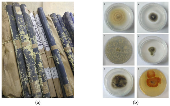 Essential Oils for the Conservation of Paper Items