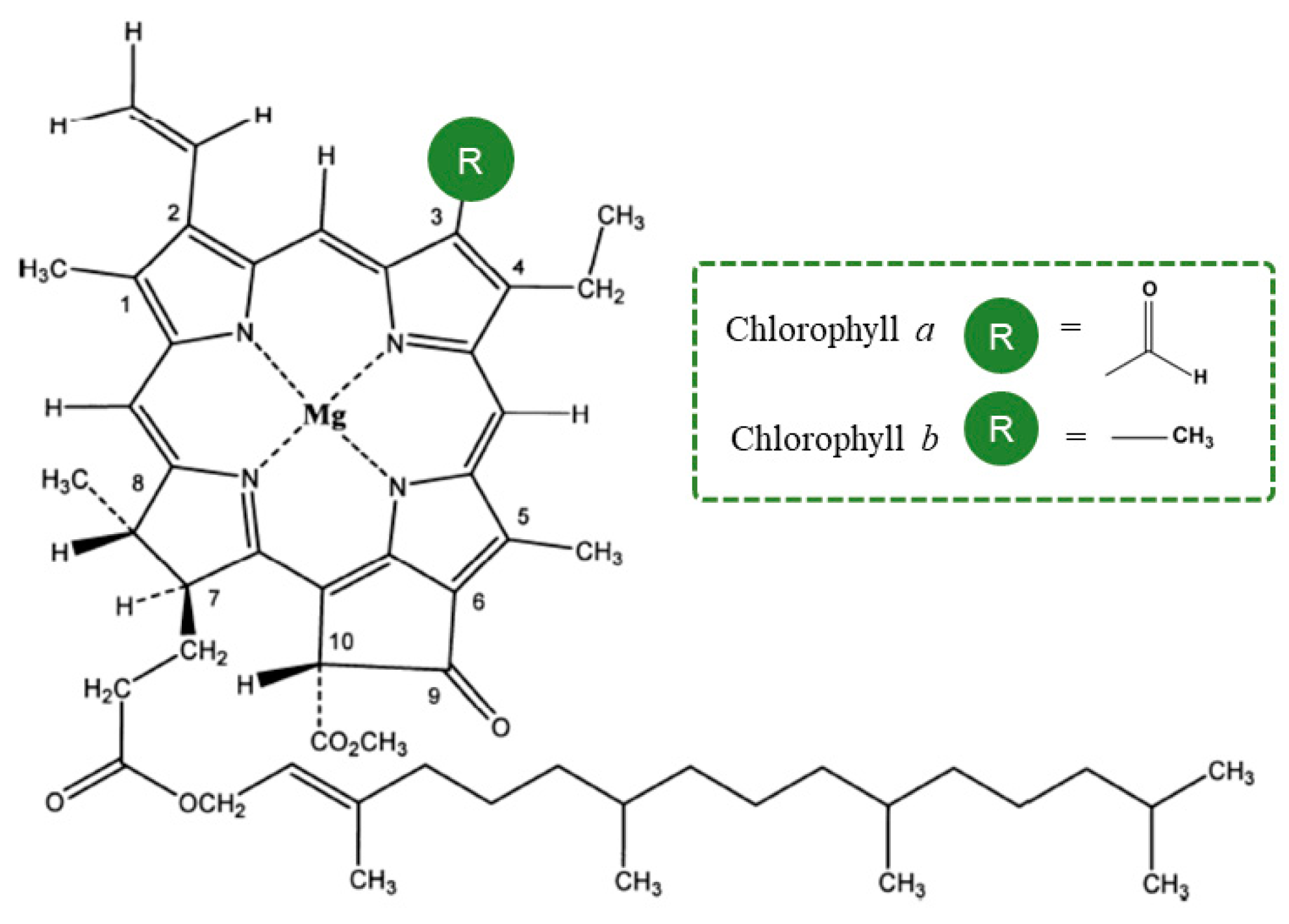 Chlorophyll Chlorophyll