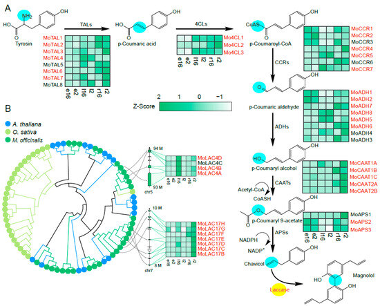 Identification and Validation of Magnolol Biosynthesis Genes in ...