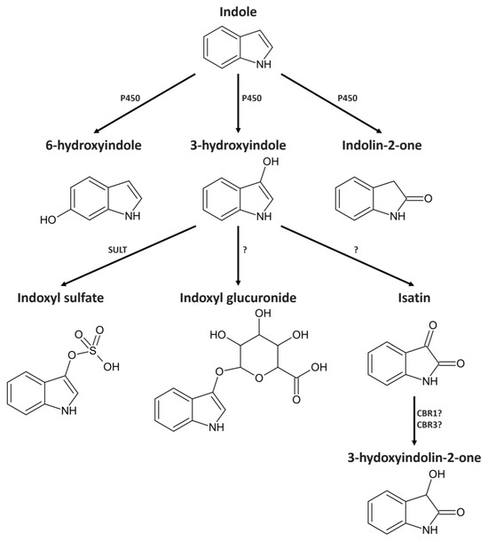 Unraveling the Dynamics of Host–Microbiota Indole Metabolism: An ...