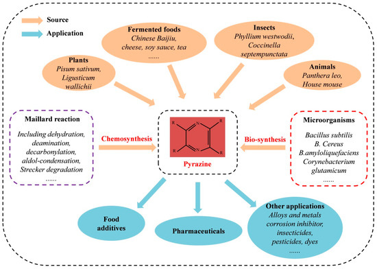Progress on the Synthesis Pathways and Pharmacological Effects of ...
