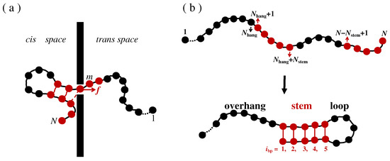 Langevin Dynamics Study on the Driven Translocation of Polymer Chains ...