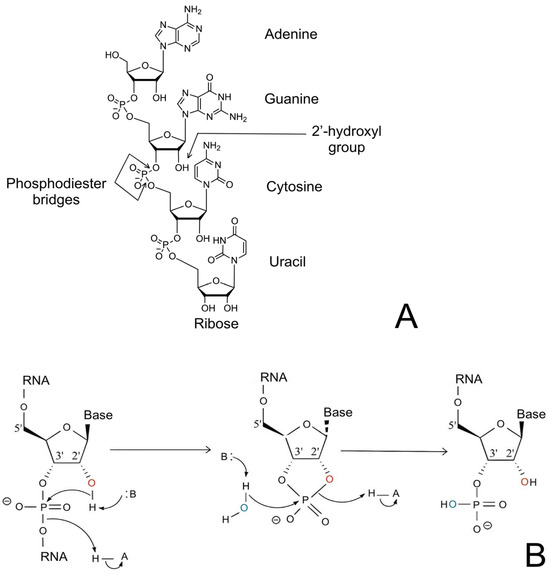 RNA Stability: A Review of the Role of Structural Features and ...