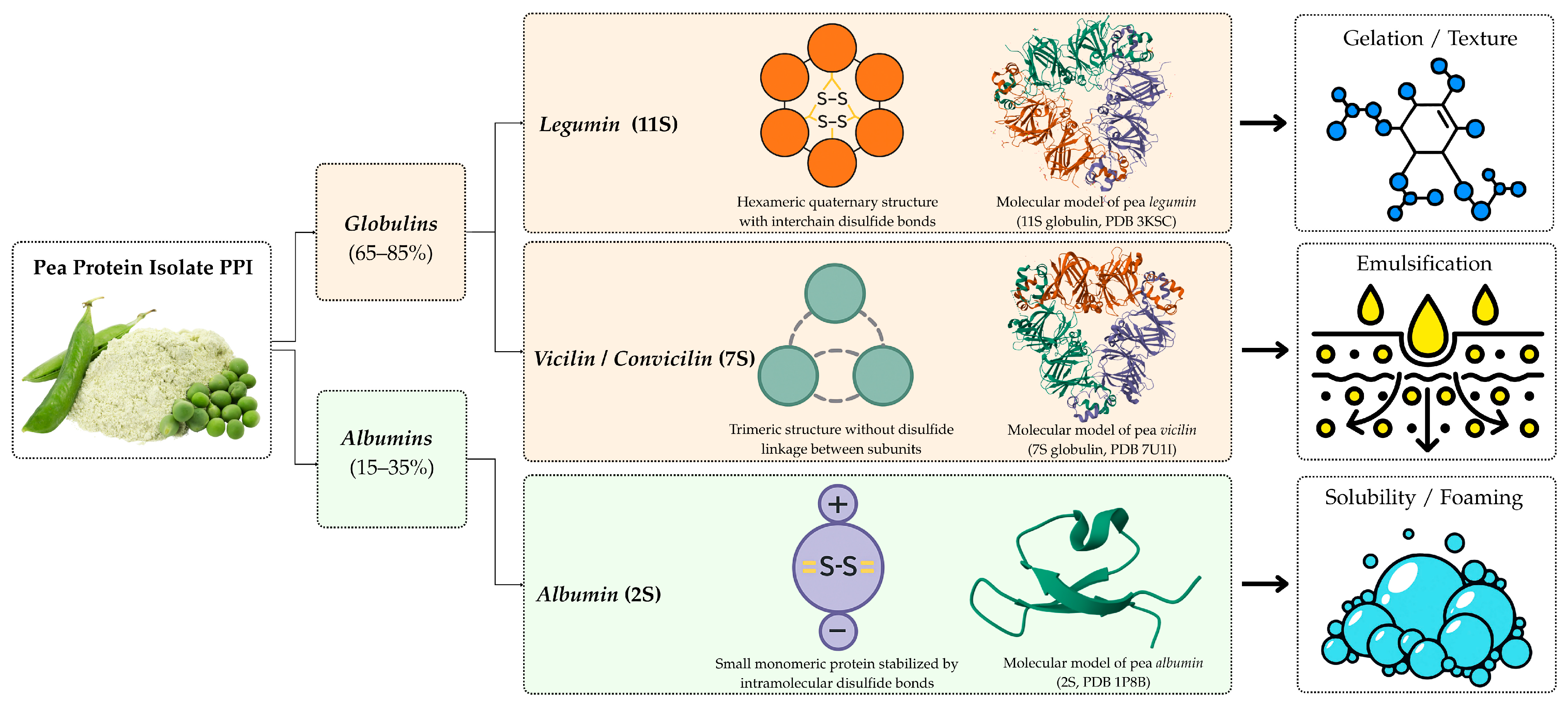 Pea Protein Isolates: From Extraction to Functionality