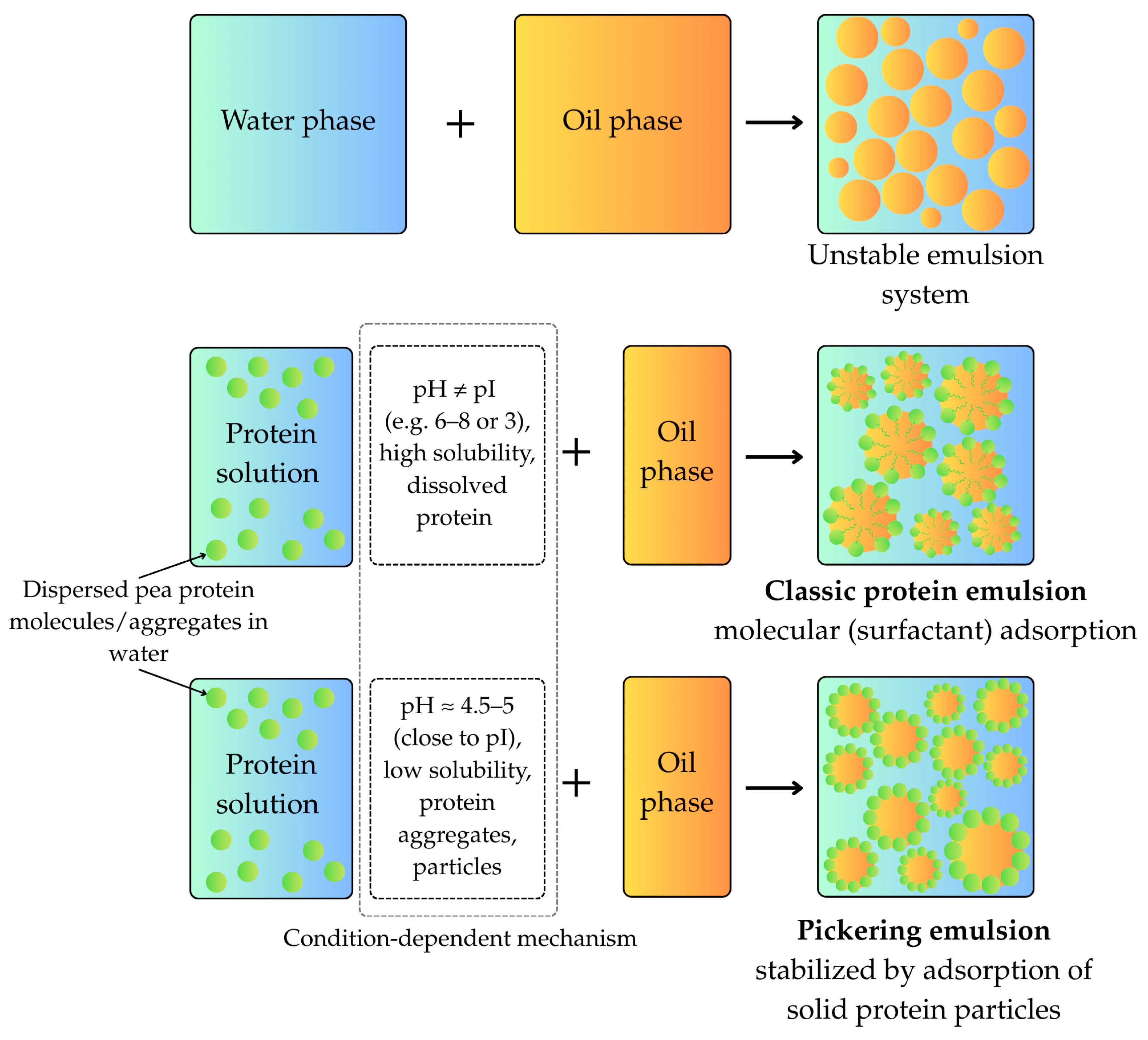 Pea Protein Isolates: From Extraction to Functionality