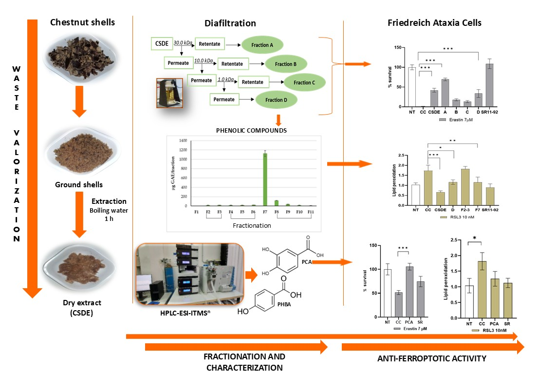 Polyphenol-Enriched Fraction from Chestnut Shells as a Source of ...