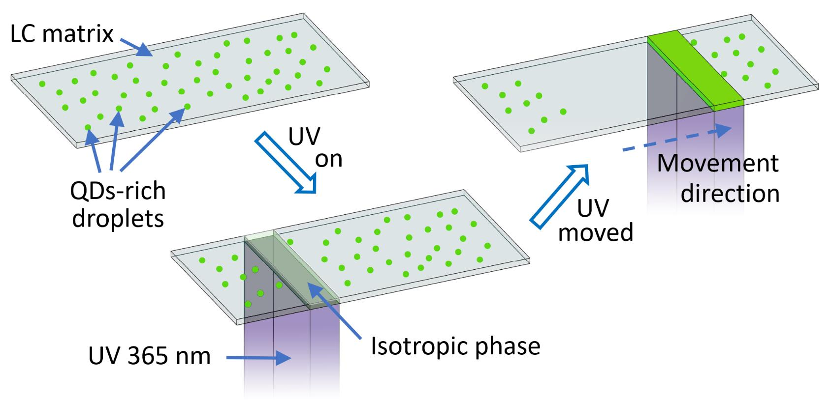 Dynamic Control of Quantum Dot Localization in Nematic Liquid Crystal ...
