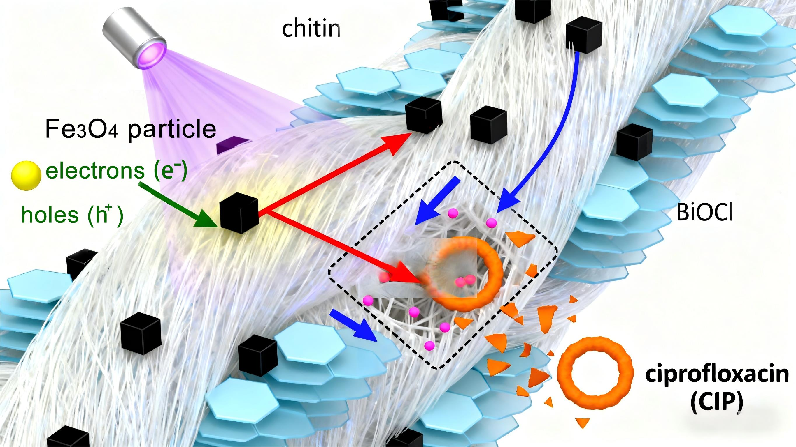 Chitin-Assisted Fabrication of an Fe3O4/BiOCl Composite for Visible ...