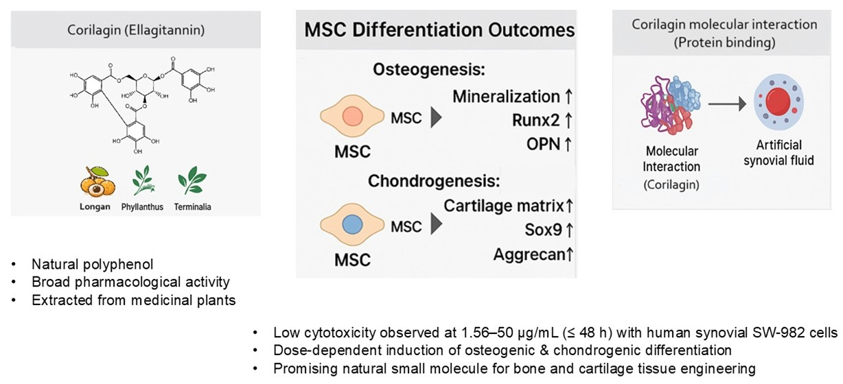 Natural Polyphenol Corilagin Enhances Osteogenesis and Chondrogenesis ...