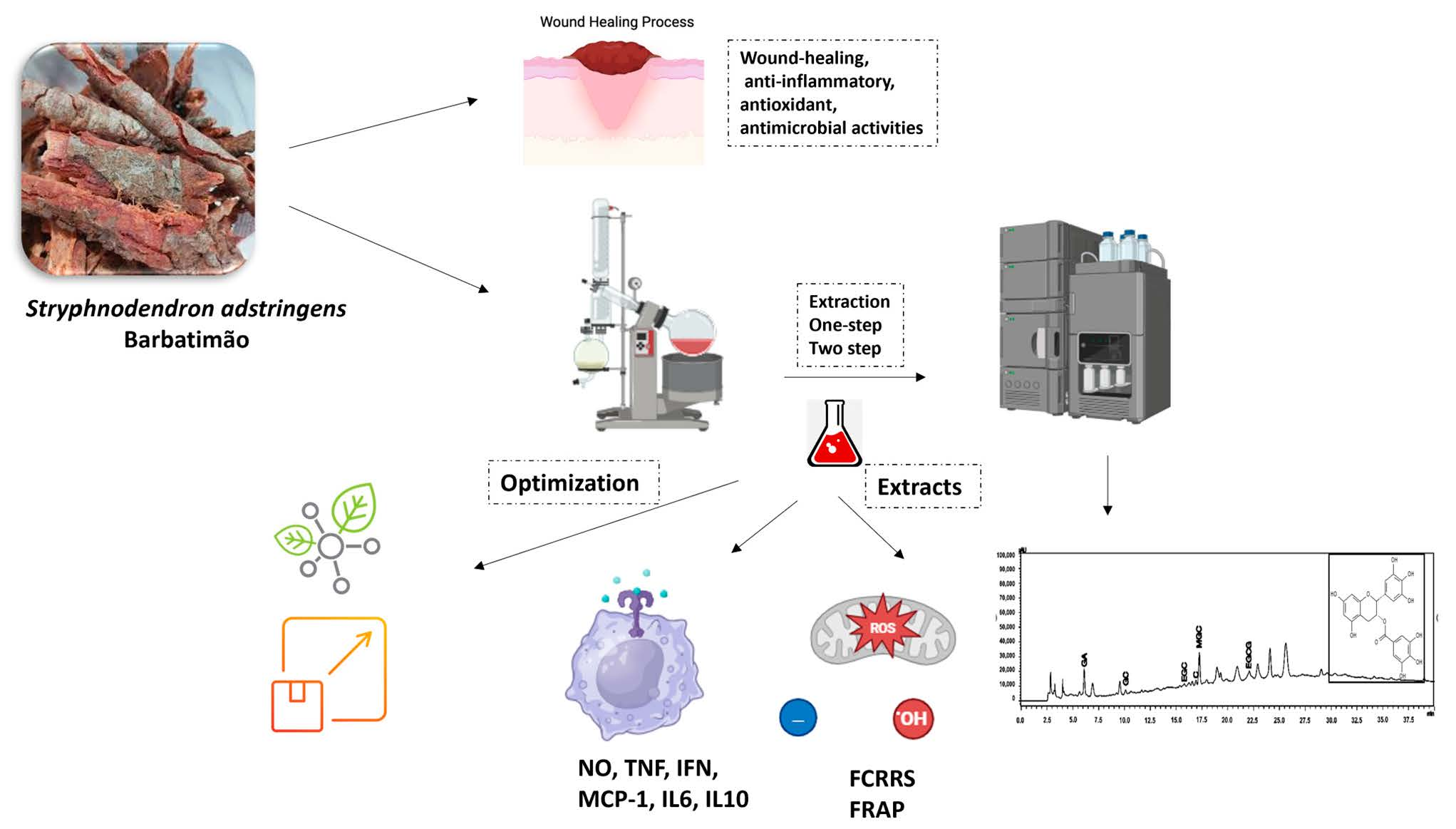 Optimization of Stryphnodendron adstringens (Barbatimão) Extraction ...