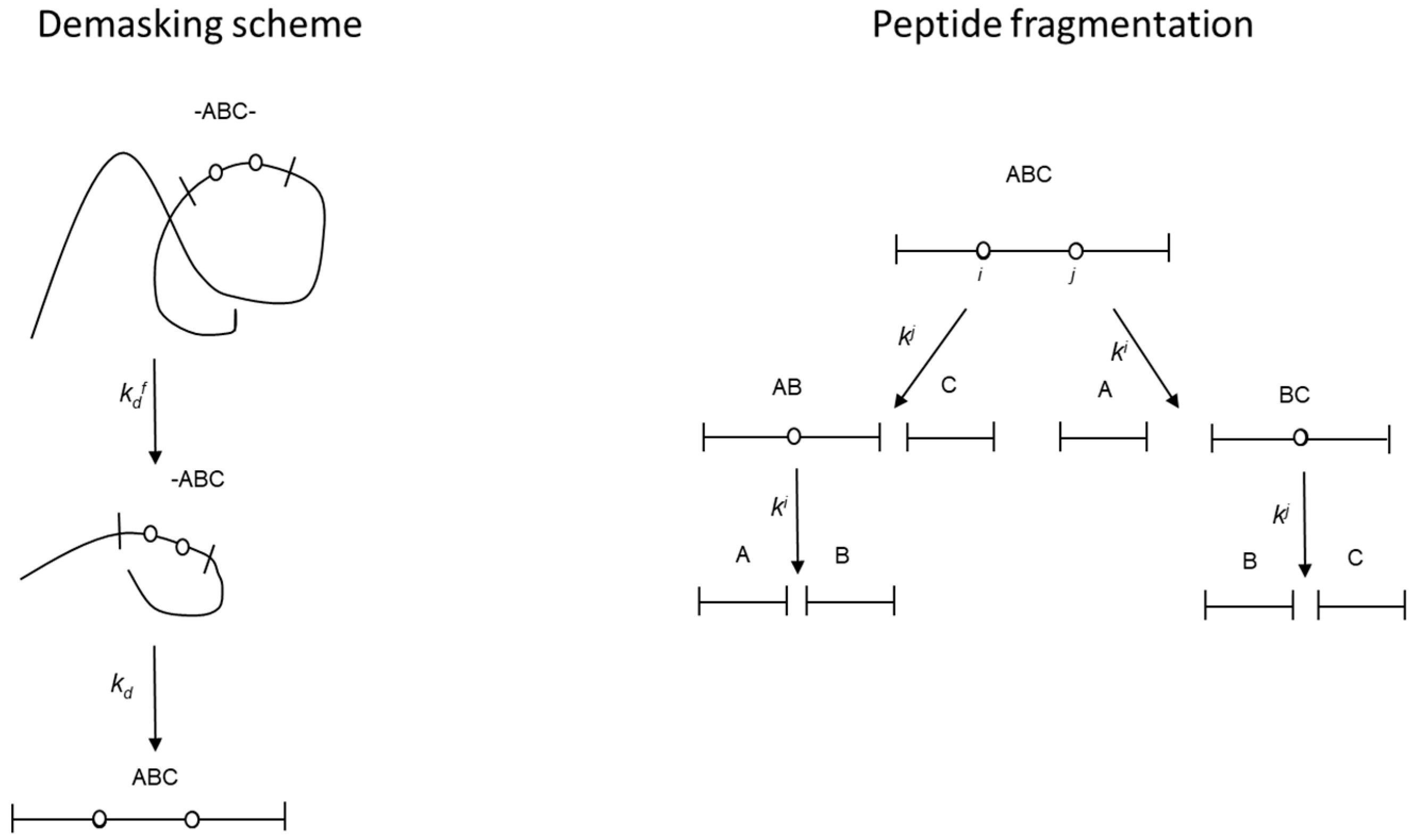A Model of Demasking and Hydrolysis of Peptide Bonds During Tryptic ...