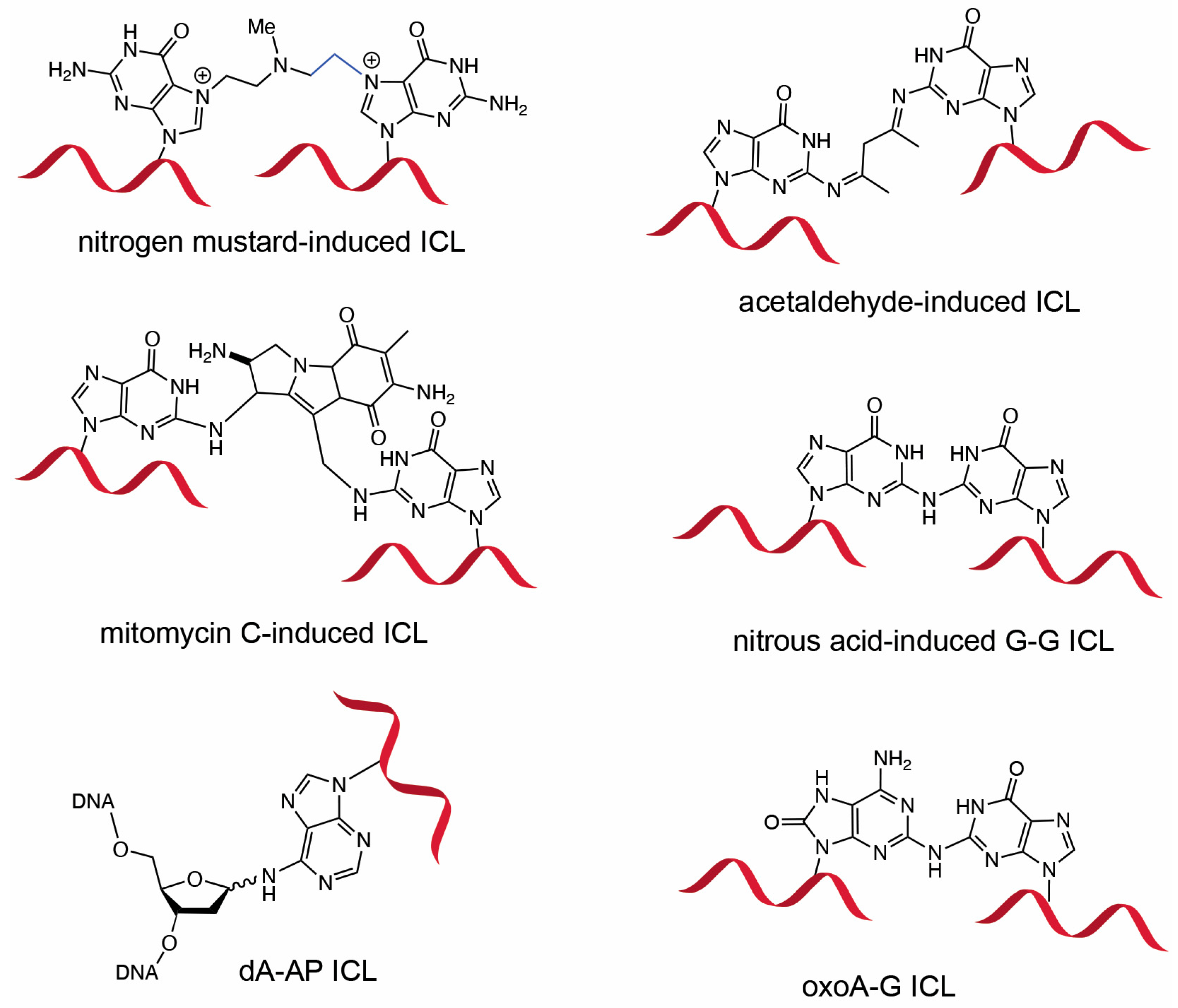 Mutagenic Potentials of DNA Interstrand Cross-Links Induced by 7,8 ...