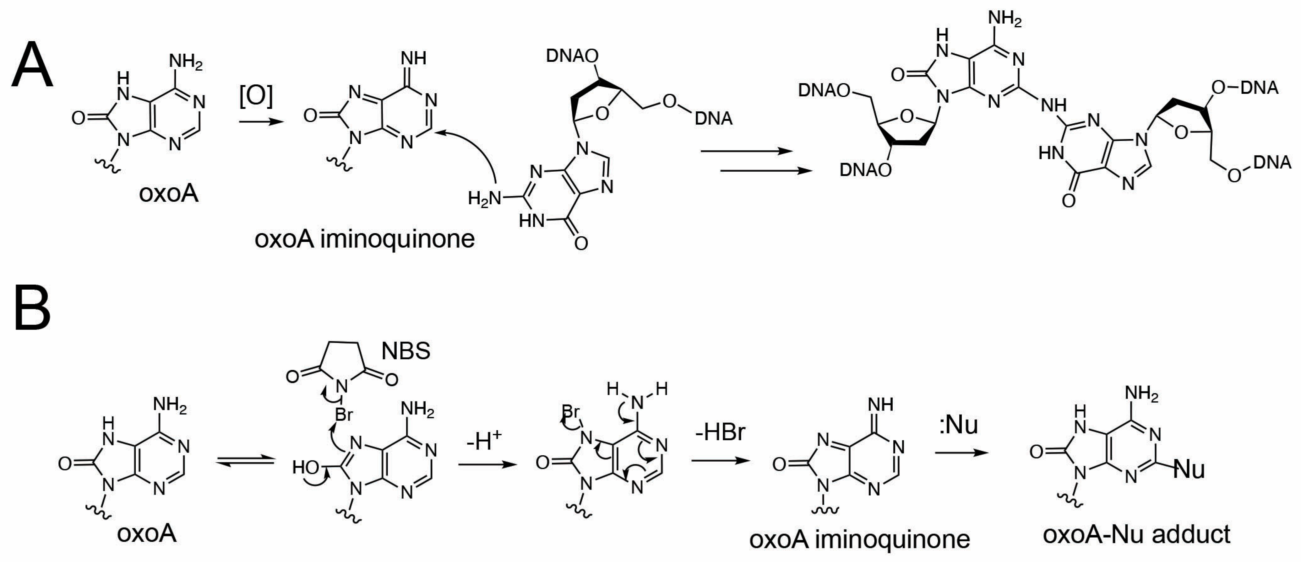 Mutagenic Potentials of DNA Interstrand Cross-Links Induced by 7,8 ...