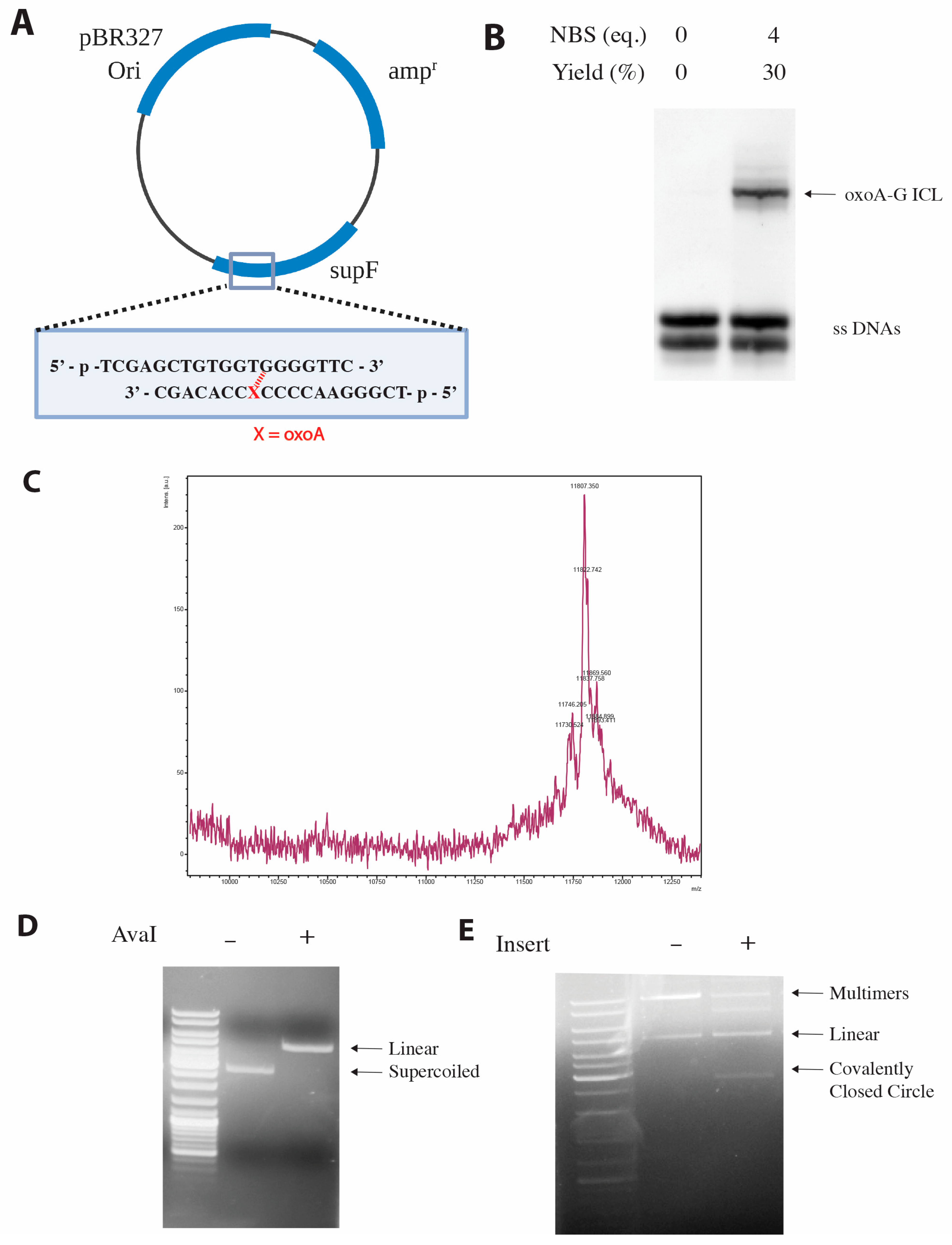 Mutagenic Potentials of DNA Interstrand Cross-Links Induced by 7,8 ...